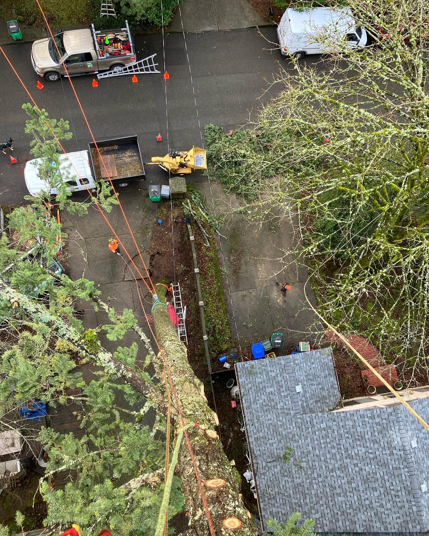 Cabling And Bracing - A Life With Trees