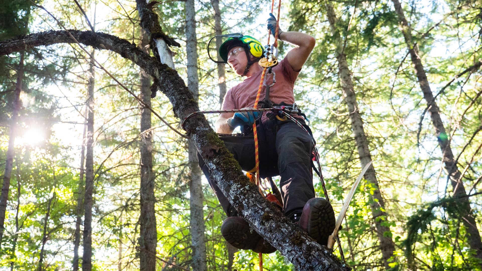 Professional Tree Trimming in Oregon | Expert Tree Care Services