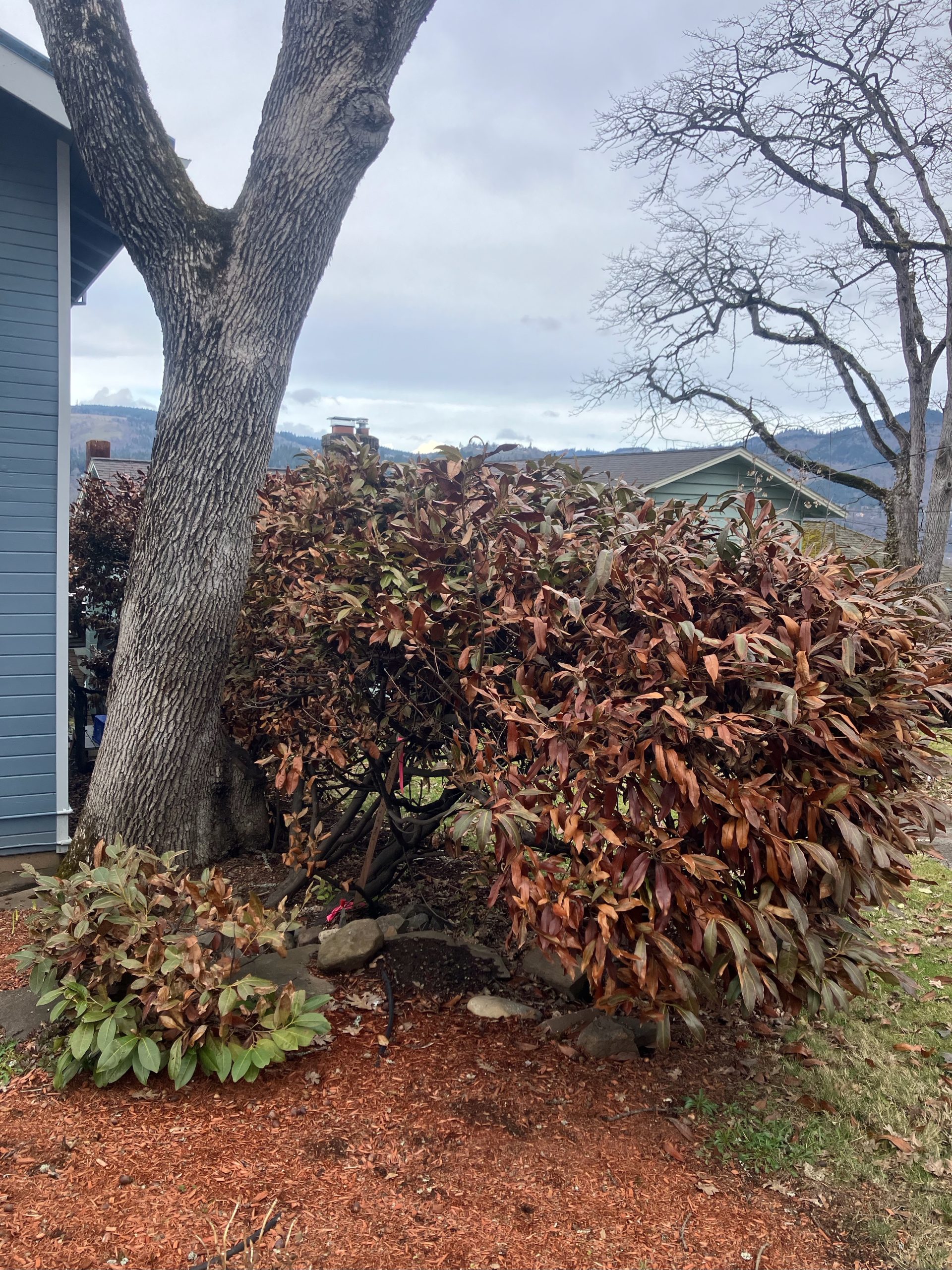 Cold Damage to Trees and Shrubs in The Columbia Gorge - A Life With Trees