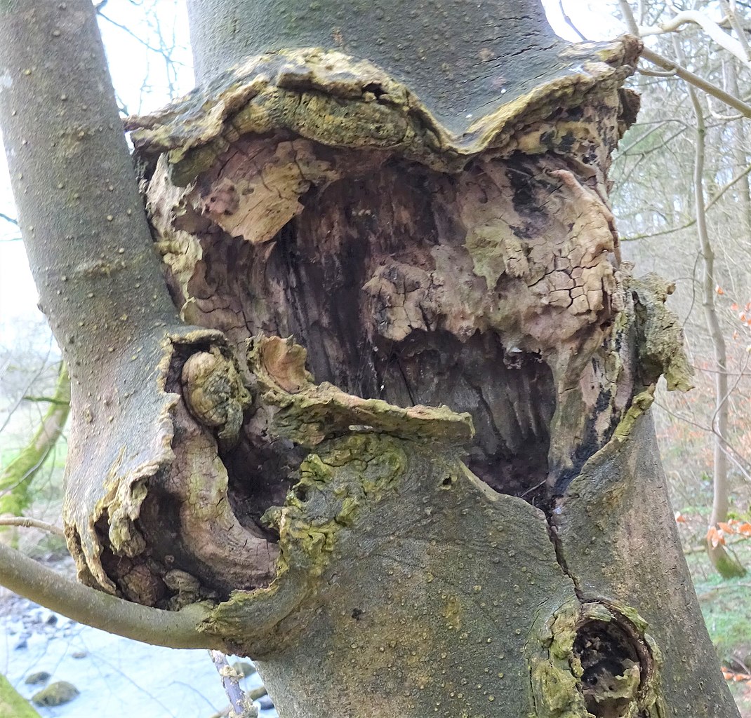 Signs of Tree Diseases in Oregon: Recognizing the Symptoms - A Life ...