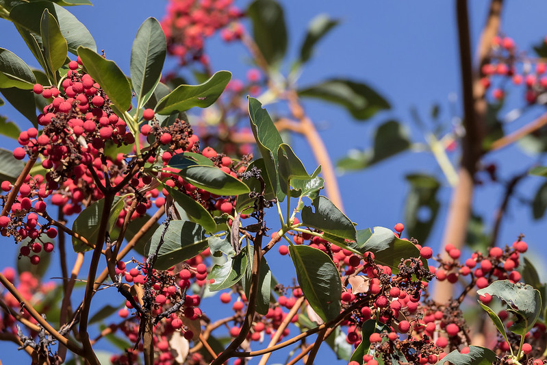 Fast-Growing Trees in Oregon - A Life With Trees